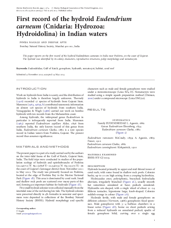 (PDF) First record of the hydroid Eudendrium carneum (Cnidaria ...