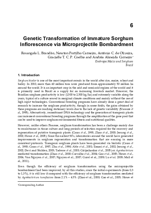 (PDF) Genetic Transformation of Immature Sorghum Inflorescence via ...