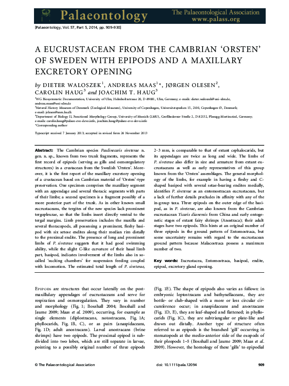 (PDF) A eucrustacean from the Cambrian ‘Orsten’ of Sweden with epipods ...
