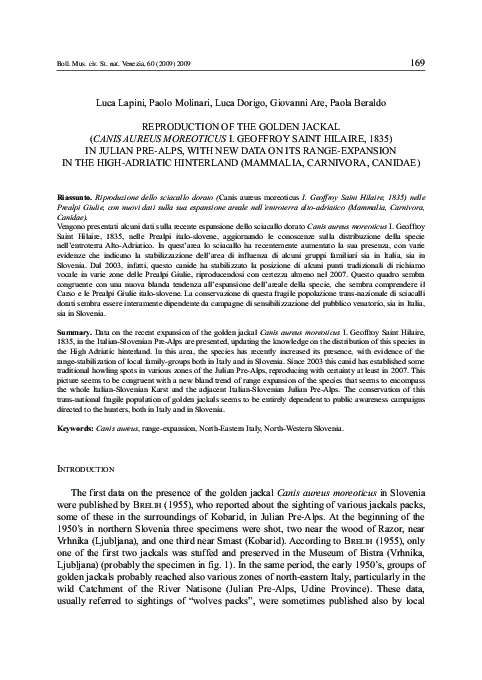 (PDF) Reproduction of the Golden Jackal(Canis Aureus Moreoticus I ...