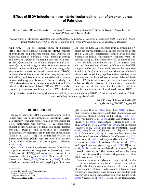 (PDF) Effect of IBDV infection on the interfollicular epithelium of ...