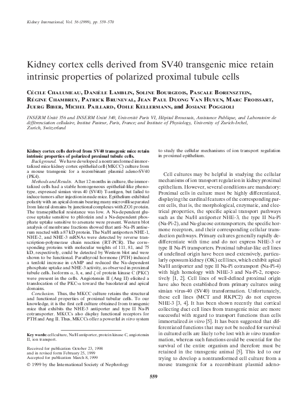 (PDF) Kidney cortex cells derived from SV40 transgenic mice retain ...