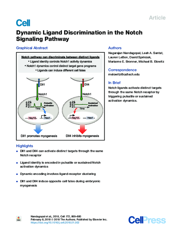 (PDF) Dynamic Ligand Discrimination in the Notch Signaling Pathway