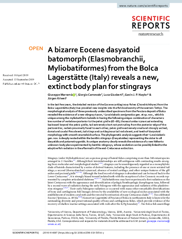 (PDF) A bizarre Eocene dasyatoid batomorph (Elasmobranchii ...