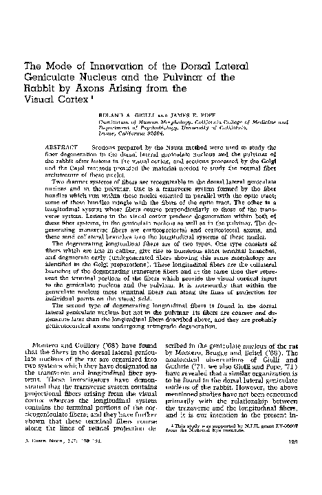 (PDF) The mode of innervation of the dorsal lateral geniculate nucleus ...