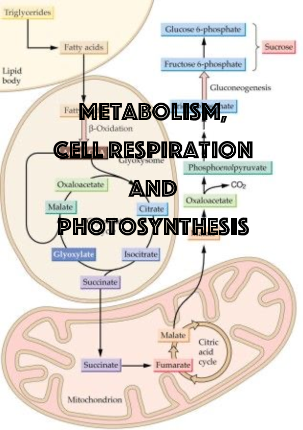 (PDF) 8. Metabolism, cell respiration and photosynthesis