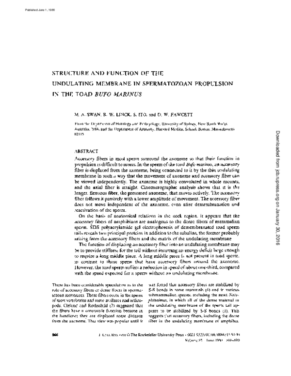 (PDF) Structure and function of the undulating membrane in spermatozoan ...