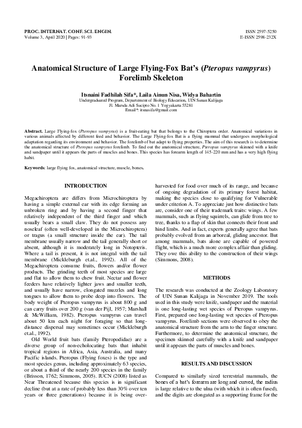 (PDF) Anatomical Structure of Large Flying-Fox Bat’s (Pteropus vampyrus ...