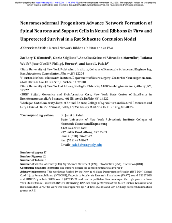 (PDF) Neuromesodermal Progenitors Advance Network Formation of Spinal ...