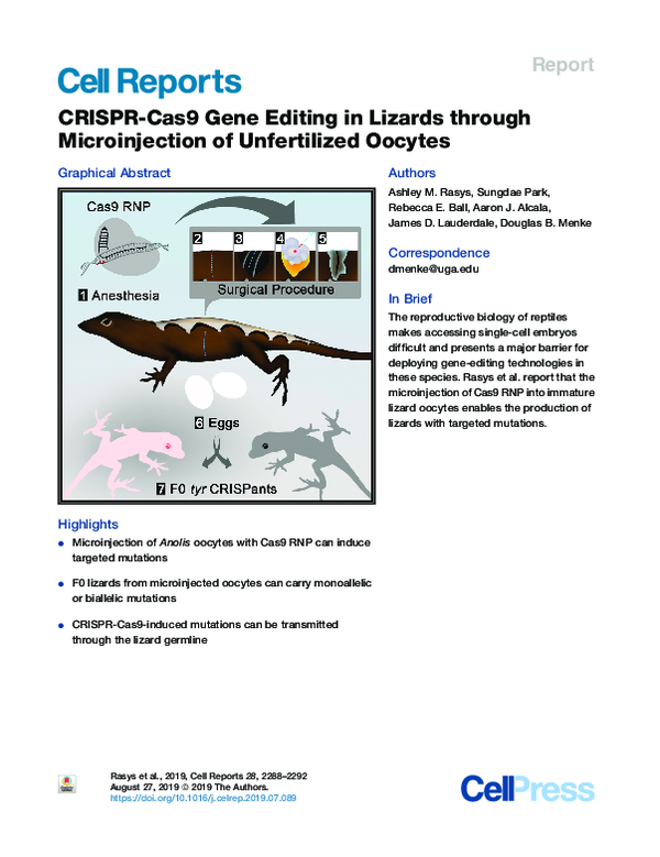 (PDF) CRISPR-Cas9 Gene Editing in Lizards Through Microinjection of ...