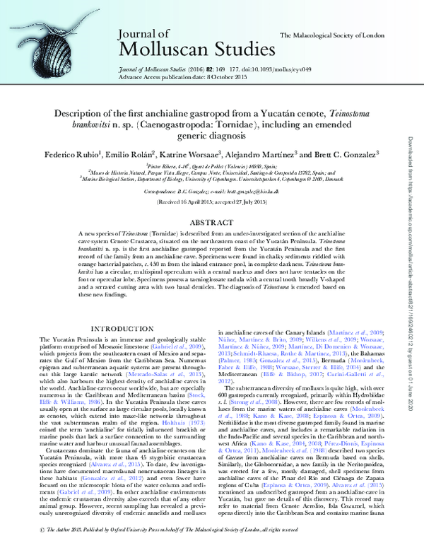 (PDF) Description of the first anchialine gastropod from a Yucatán cenote, Teinostoma ...