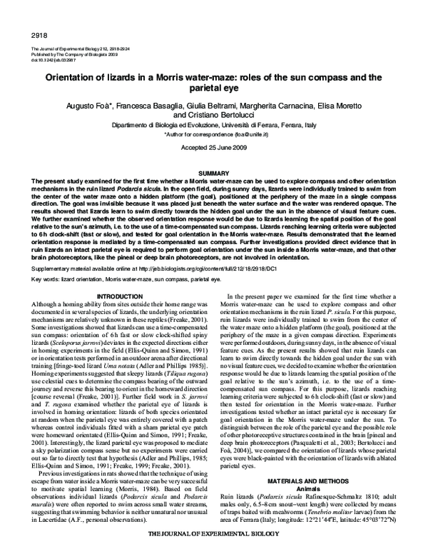 (PDF) Orientation of lizards in a Morris water-maze: roles of the sun ...