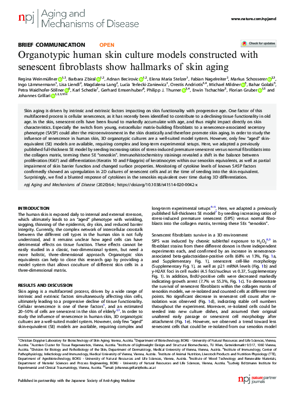 (PDF) Organotypic human skin culture models constructed with senescent ...