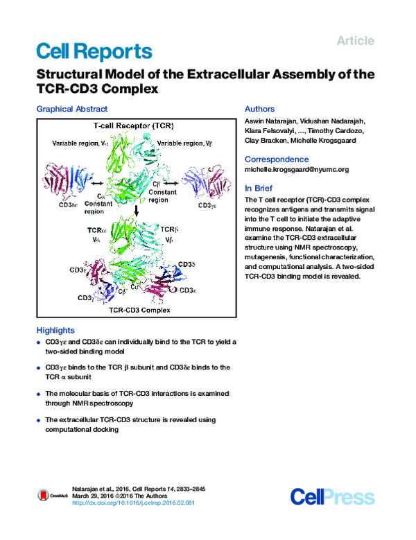 (PDF) Structural Model of the Extracellular Assembly of the TCR-CD3 ...