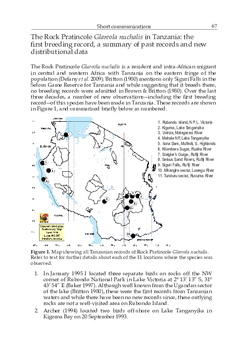 (PDF) The Rock Pratincole Glareola nuchalis in Tanzania: the first ...