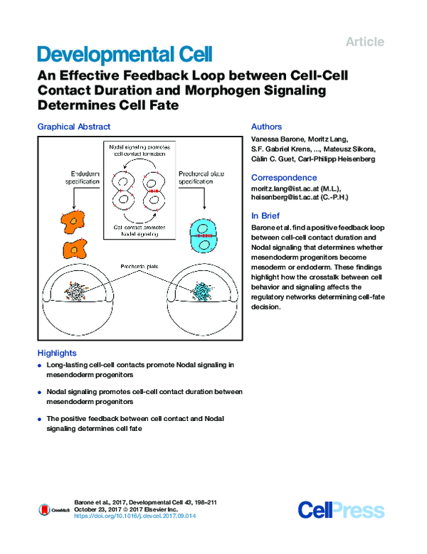 (PDF) An effective feedback loop between cell-cell contact duration and ...