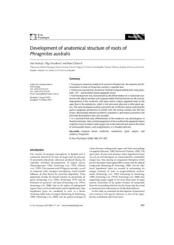(PDF) Development of anatomical structure of roots of Phragmites australis