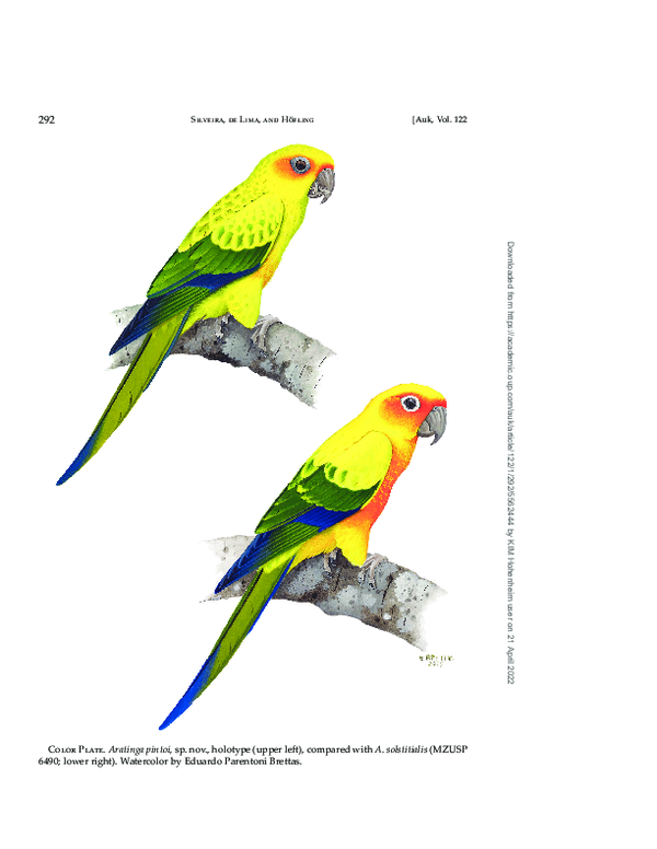 (PDF) A New Species of Aratinga Parakeet (Psittaciformes: Psittacidae ...