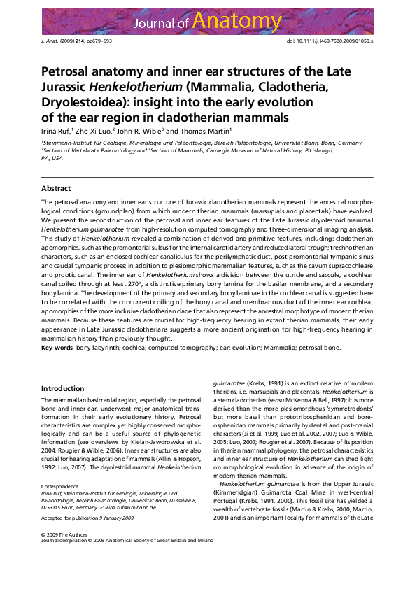 (PDF) Petrosal anatomy and inner ear structures of the Late Jurassic ...