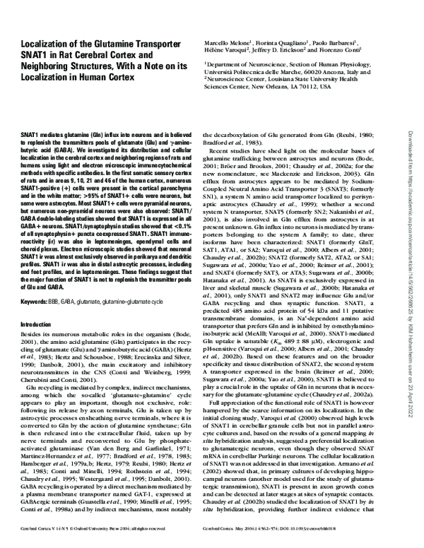 (PDF) Localization of the Glutamine Transporter SNAT1 in Rat Cerebral ...