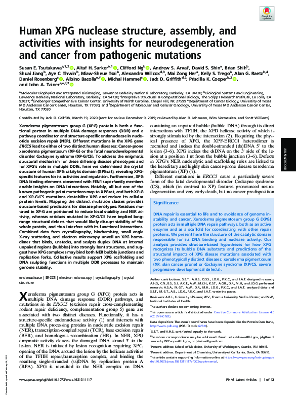 (PDF) Human XPG nuclease structure, assembly, and activities with ...