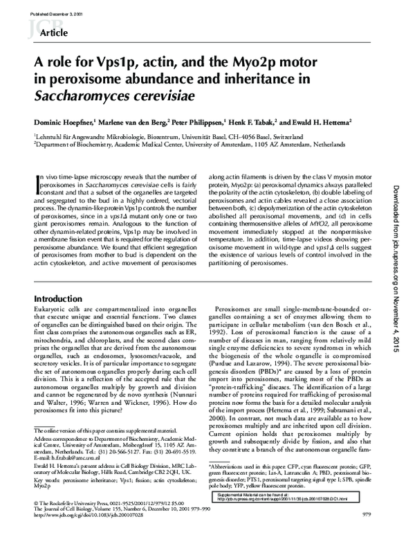(PDF) A role for Vps1p, actin, and the Myo2p motor in peroxisome abundance and inheritance in ...