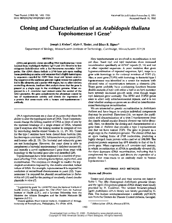 (PDF) Cloning and characterization of the Arabidopsis thaliana lupeol synthase gene