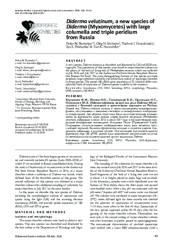 (PDF) Diderma velutinum, a new species of Diderma (Myxomycetes) with ...