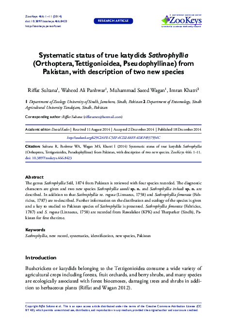(PDF) Systematic status of true katydids Sathrophyllia (Orthoptera ...