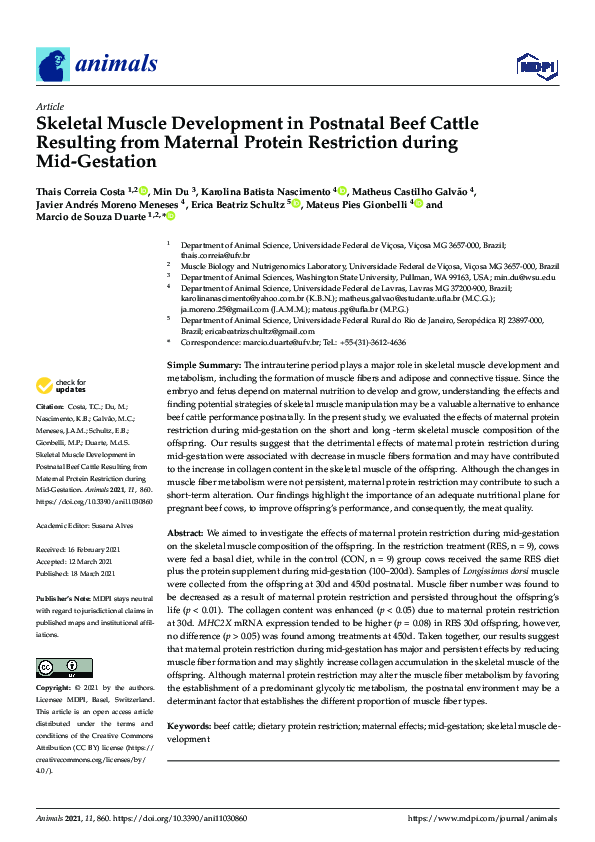 (PDF) Skeletal Muscle Development in Postnatal Beef Cattle Resulting ...