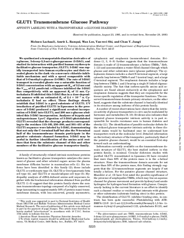 (PDF) GLUT1 Transmembrane Glucose Pathway
