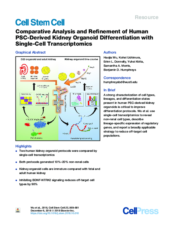 (PDF) Comparative Analysis and Refinement of Human PSC-Derived Kidney ...