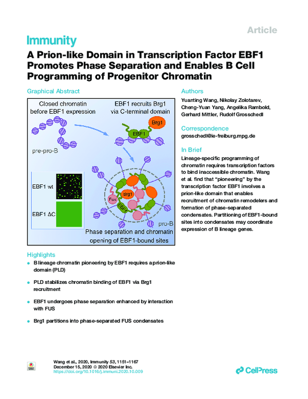 (PDF) A Prion-like Domain in Transcription Factor EBF1 Promotes Phase ...