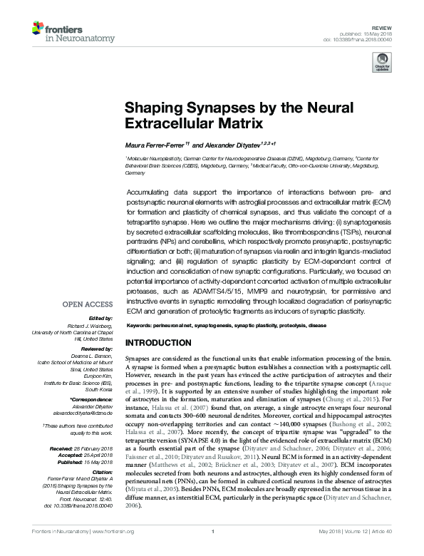 (PDF) Shaping Synapses by the Neural Extracellular Matrix