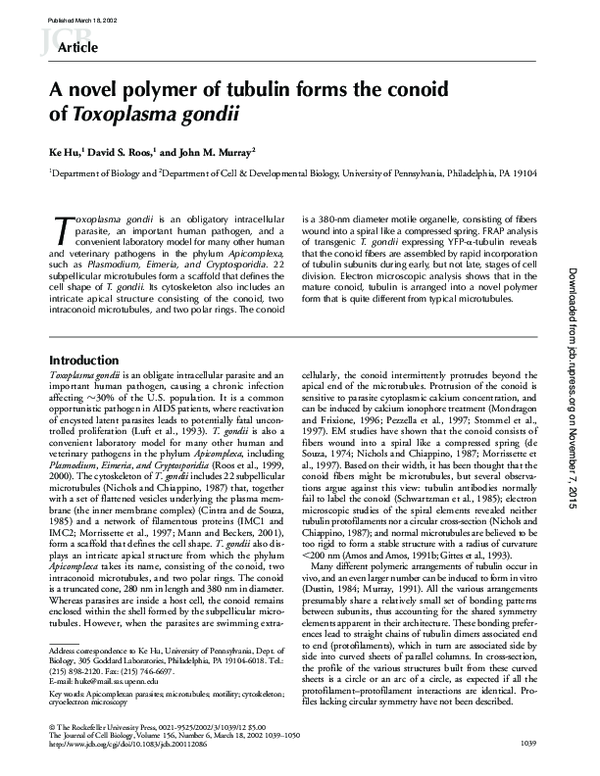 (PDF) A novel polymer of tubulin forms the conoid of Toxoplasma gondii