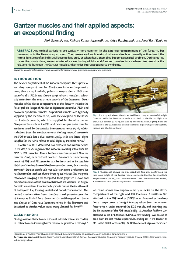 (PDF) Gantzer muscles and their applied aspects: an exceptional finding