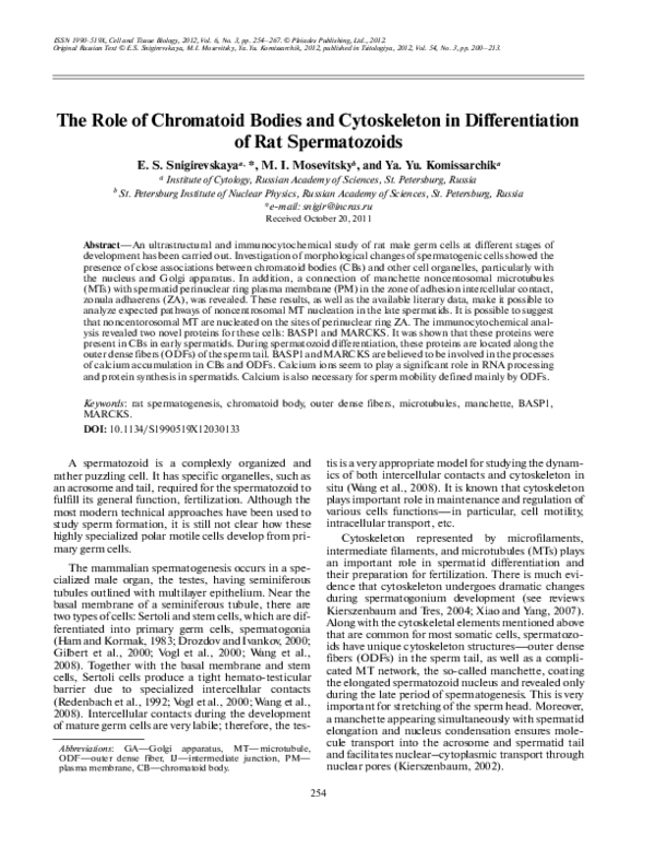 (PDF) The role of chromatoid bodies and cytoskeleton in differentiation ...
