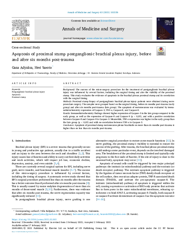 (PDF) Apoptosis of proximal stump postganglionic brachial plexus injury ...