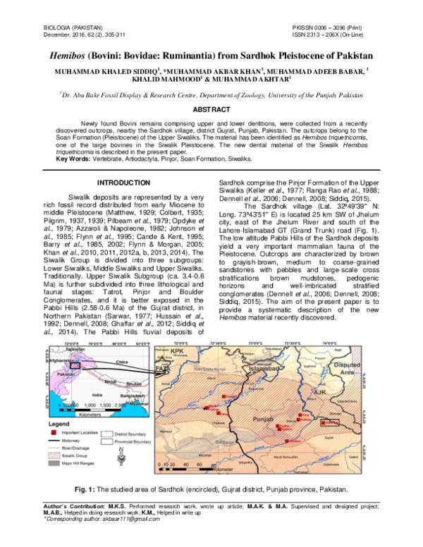 (PDF) Hemibos (Bovini: Bovidae: Ruminantia) from Sardhok Pleistocene of ...