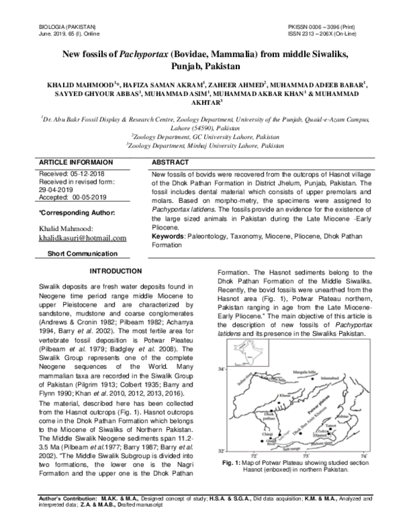 (PDF) New fossils of Pachyportax (Bovidae, Mammalia) from middle ...