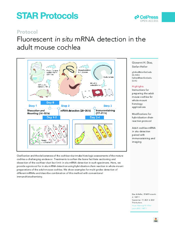 (PDF) Fluorescent in situ mRNA detection in the adult mouse cochlea