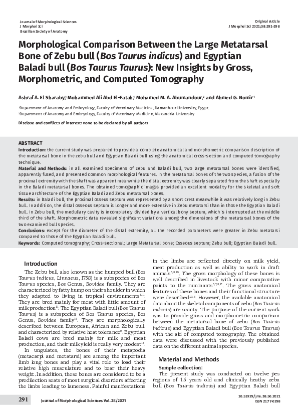 (PDF) Morphological Comparison Between the Large Metatarsal Bone of ...