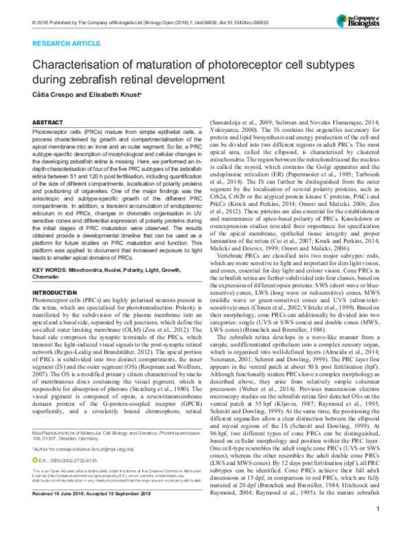 (PDF) Characterisation of maturation of photoreceptor cell subtypes ...