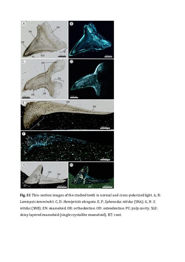 (PDF) Polarization-microscopy images, EDX-data and cathodoluminescence ...