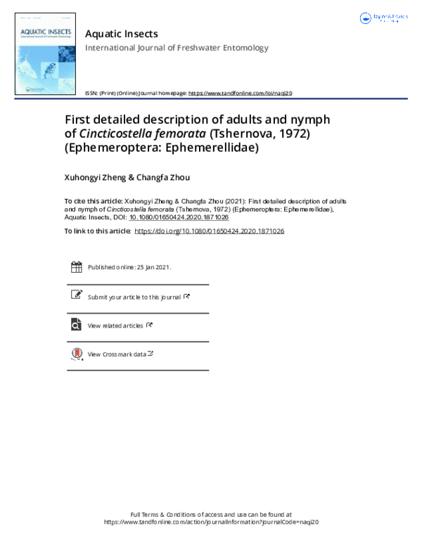 (PDF) First detailed description of adults and nymph of Cincticostella ...