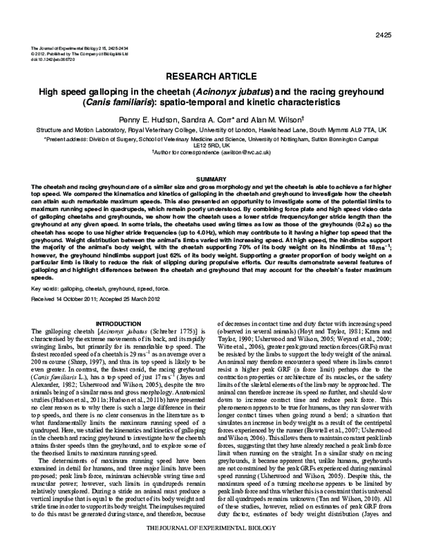 (PDF) High speed galloping in the cheetah (Acinonyx jubatus) and the ...