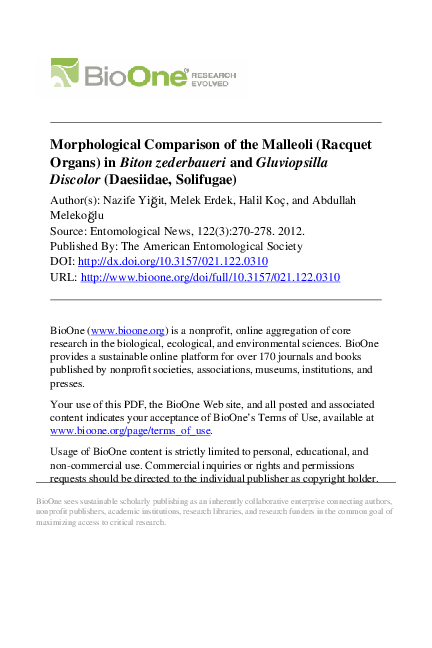 (PDF) Morphological Comparison of the Malleoli (Racquet Organs) in ...