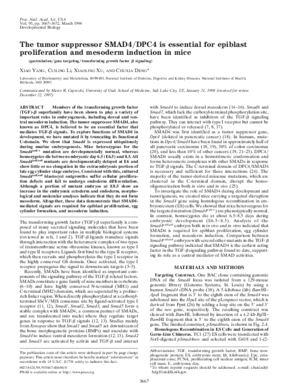 (PDF) The tumor suppressor SMAD4/DPC4 is essential for epiblast ...