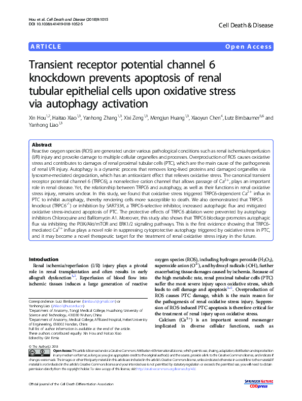(PDF) Transient receptor potential channel 6 knockdown prevents apoptosis of renal tubular ...