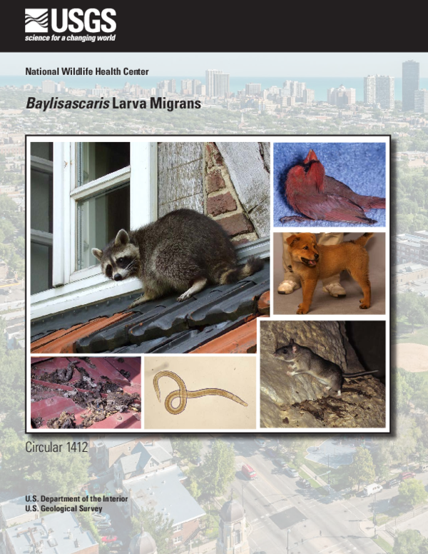(PDF) A frequent roundworm Baylisascaris transfuga in overpopulated ...